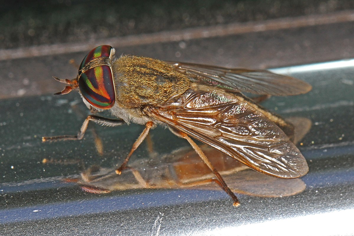 Best Tampa Biting Fly Control - Earth's Best Natural Pest Management
